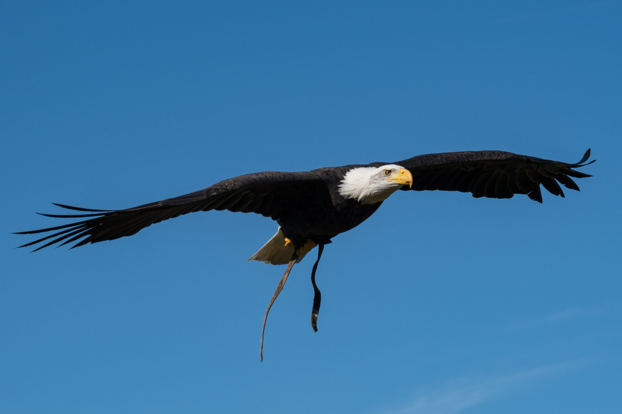 Jagdfalkenhof Hans-Peter Schaaf